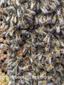 Getting Started - Barnsley Beekeepers